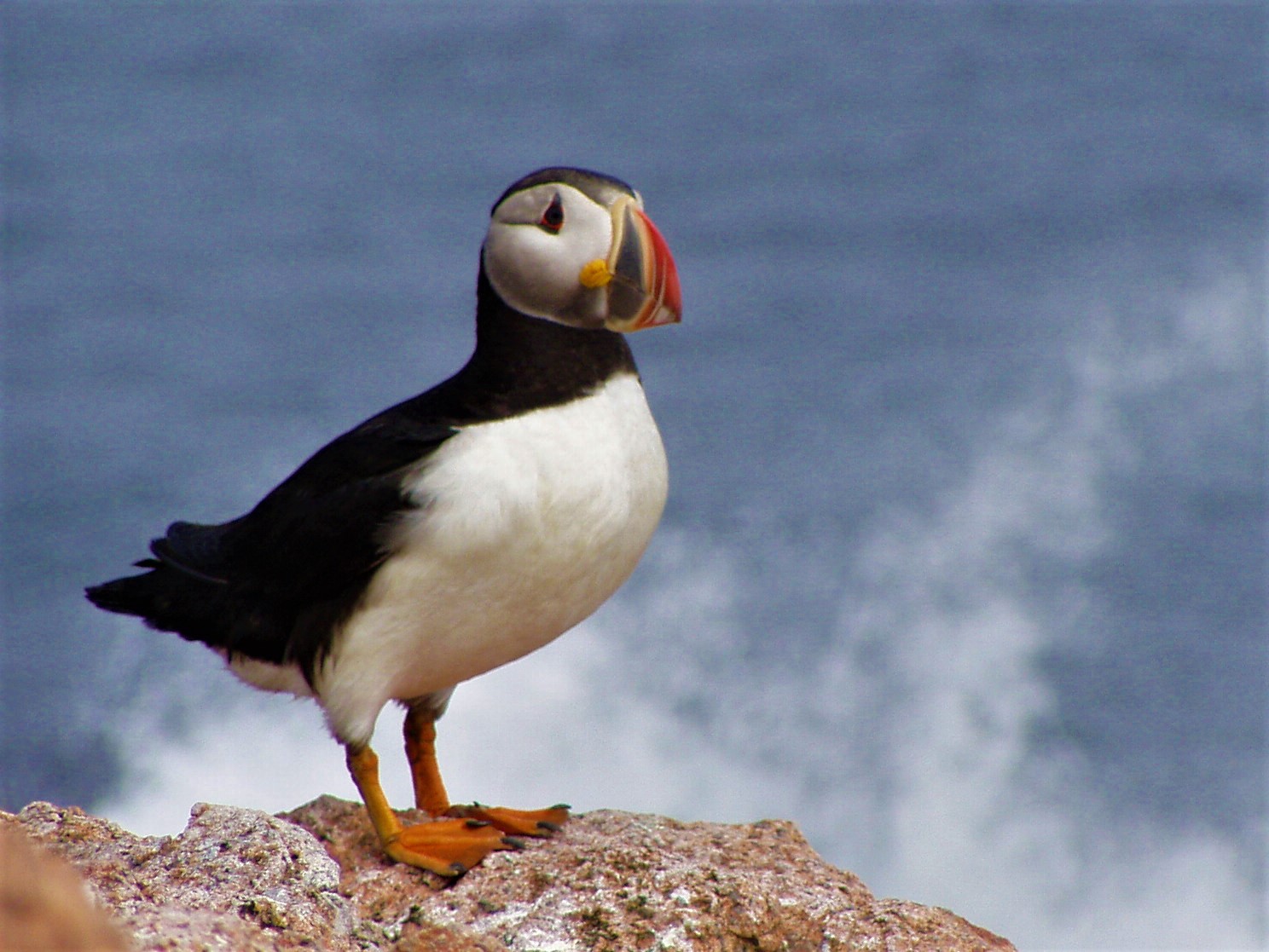 Atlantic Puffin | FWS.gov